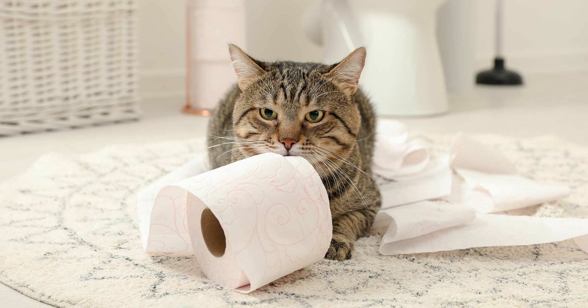 Giardien bei Katzen – das ist wichtig | Miamor