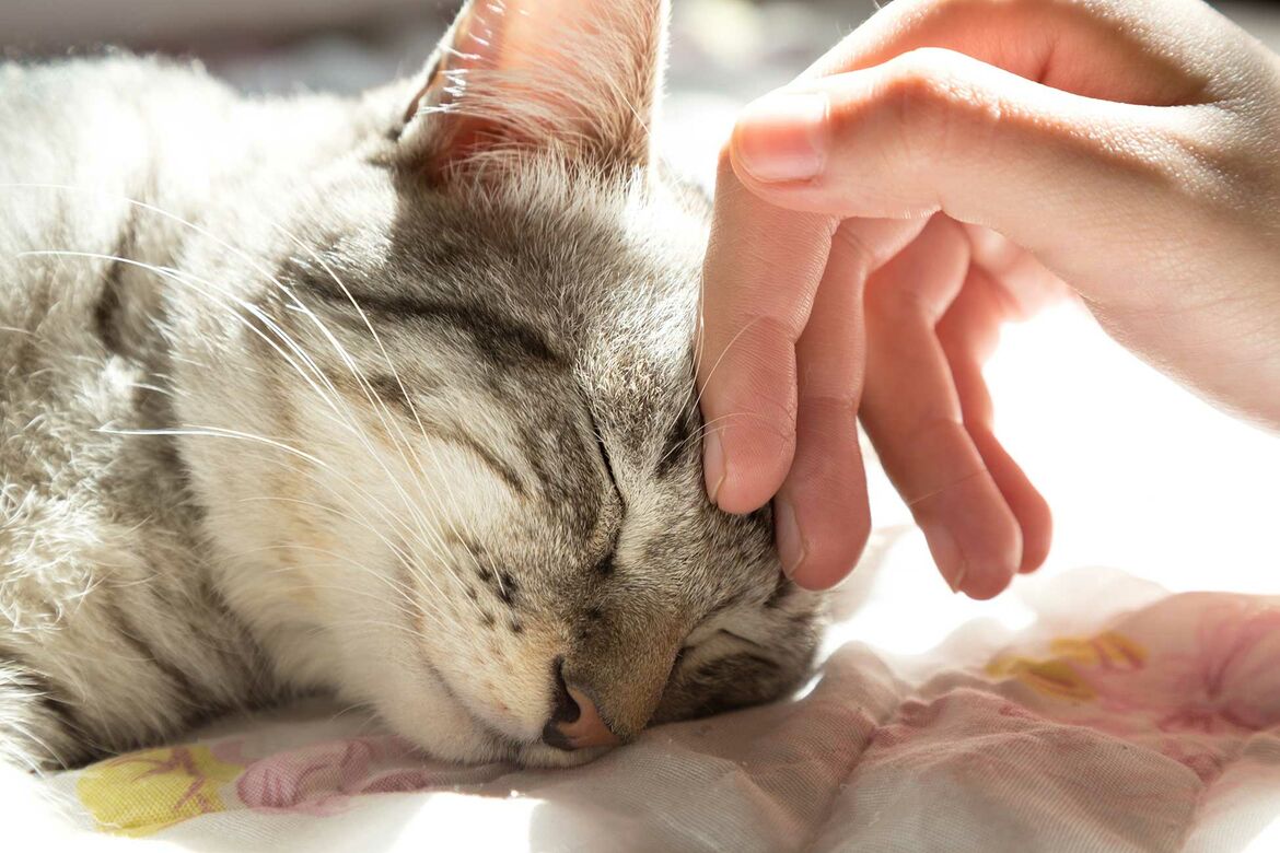 Haben Katzen Gefühle? | Miamor