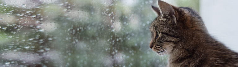Katzen im Regen | Miamor