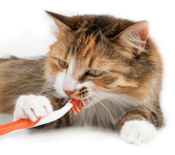 Wann Zahnpflege bei Katzen wichtig ist | Miamor