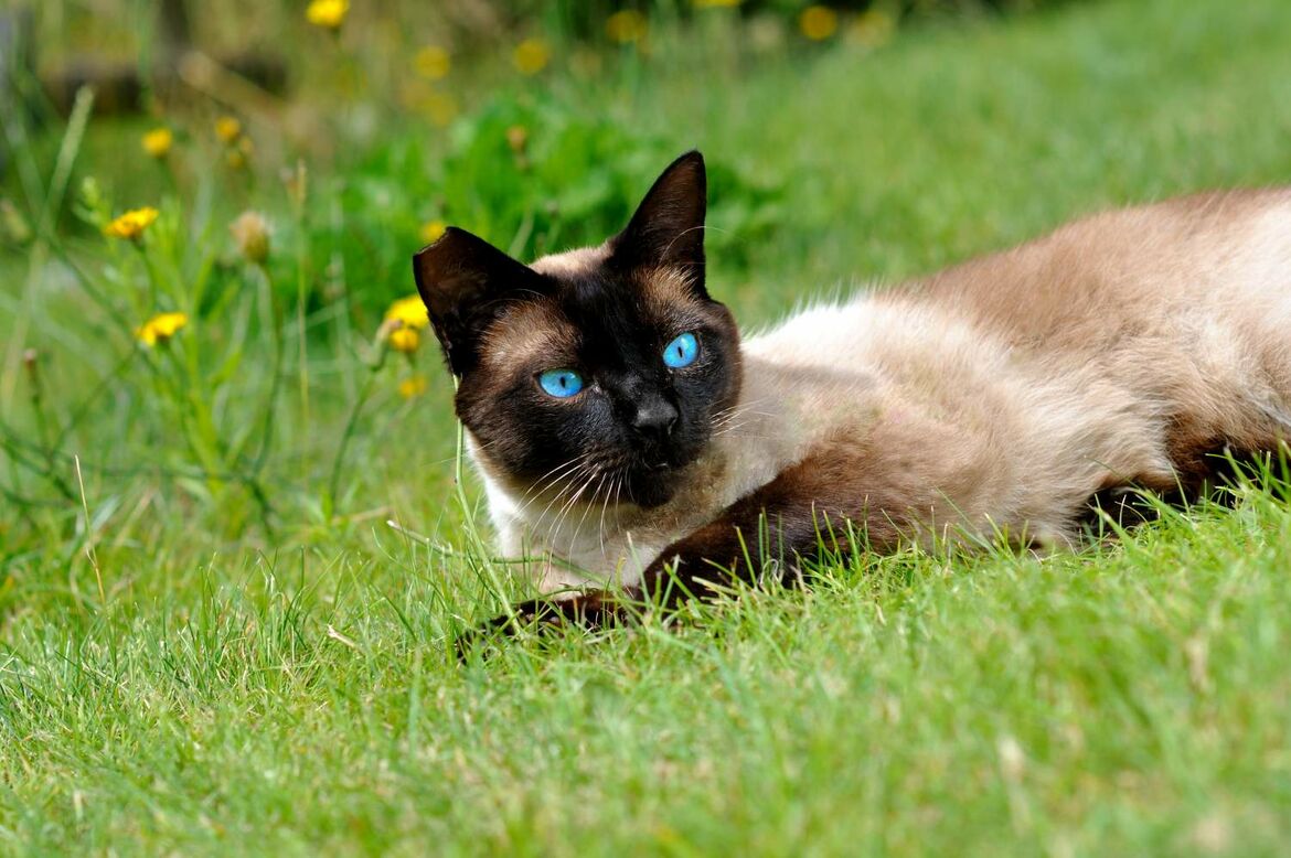 Die Siamkatze – eine wahre Plaudertasche | MIAMOR