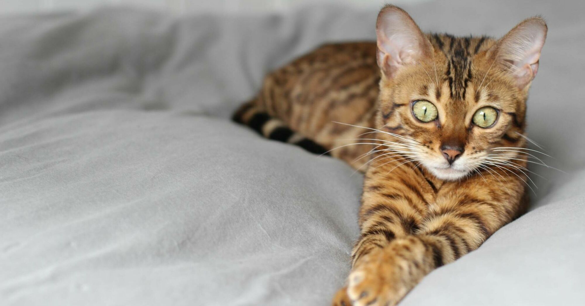 Die sechs beliebtesten Katzenrassen