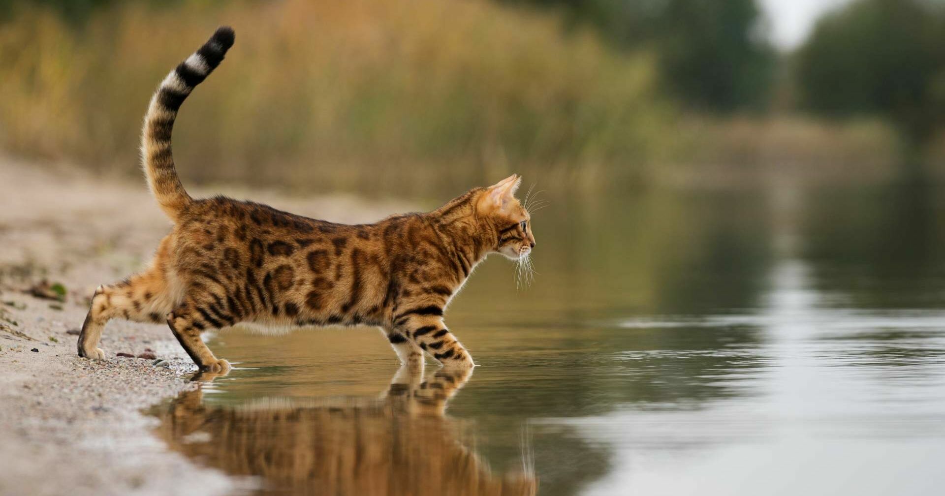 Die Bengalkatze, eine Wildkatze? | Miamor