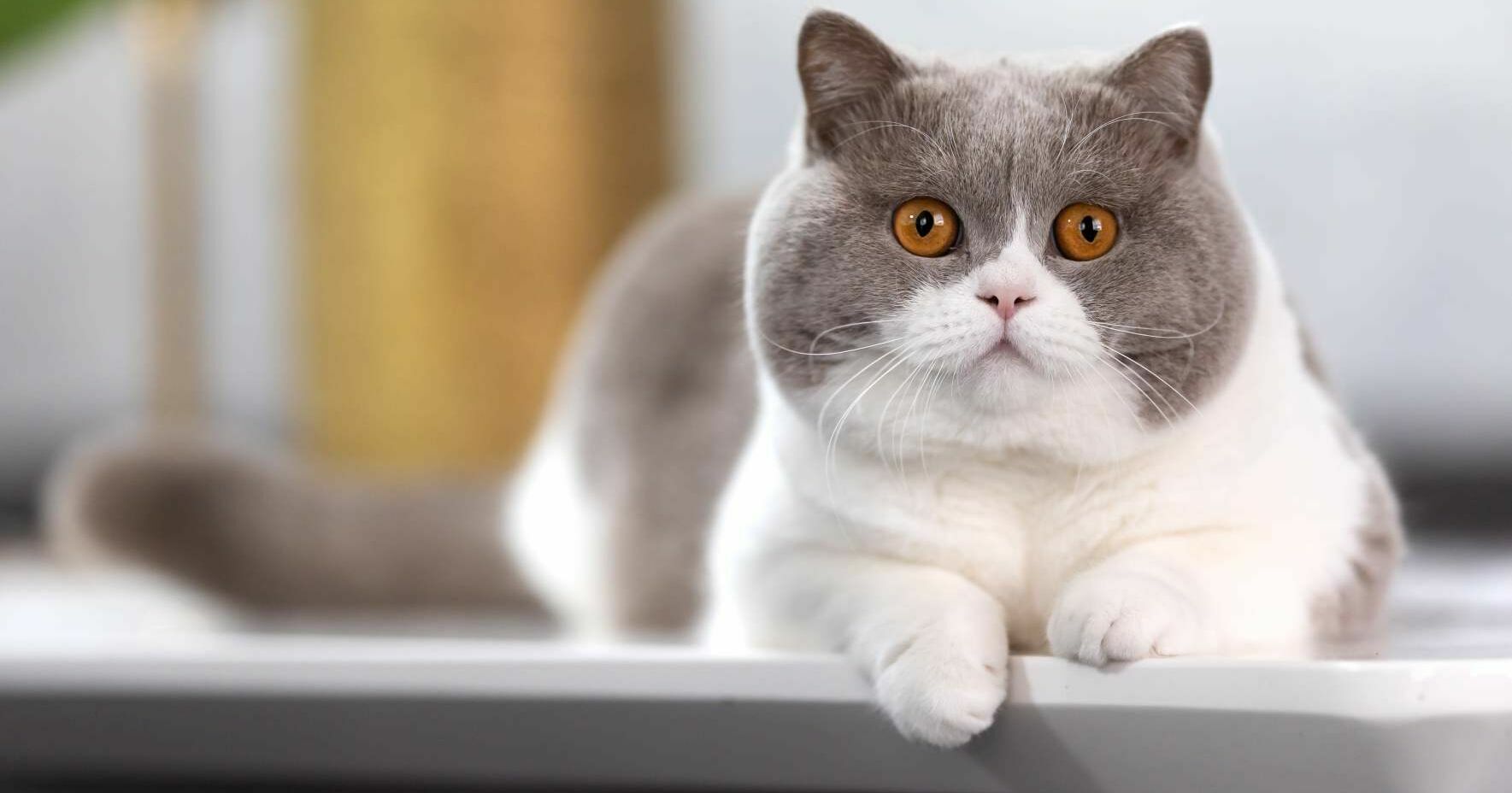 Britisch Kurzhaar Rasseporträt | Miamor