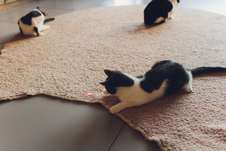 Laserpointer für Katzen | Miamor