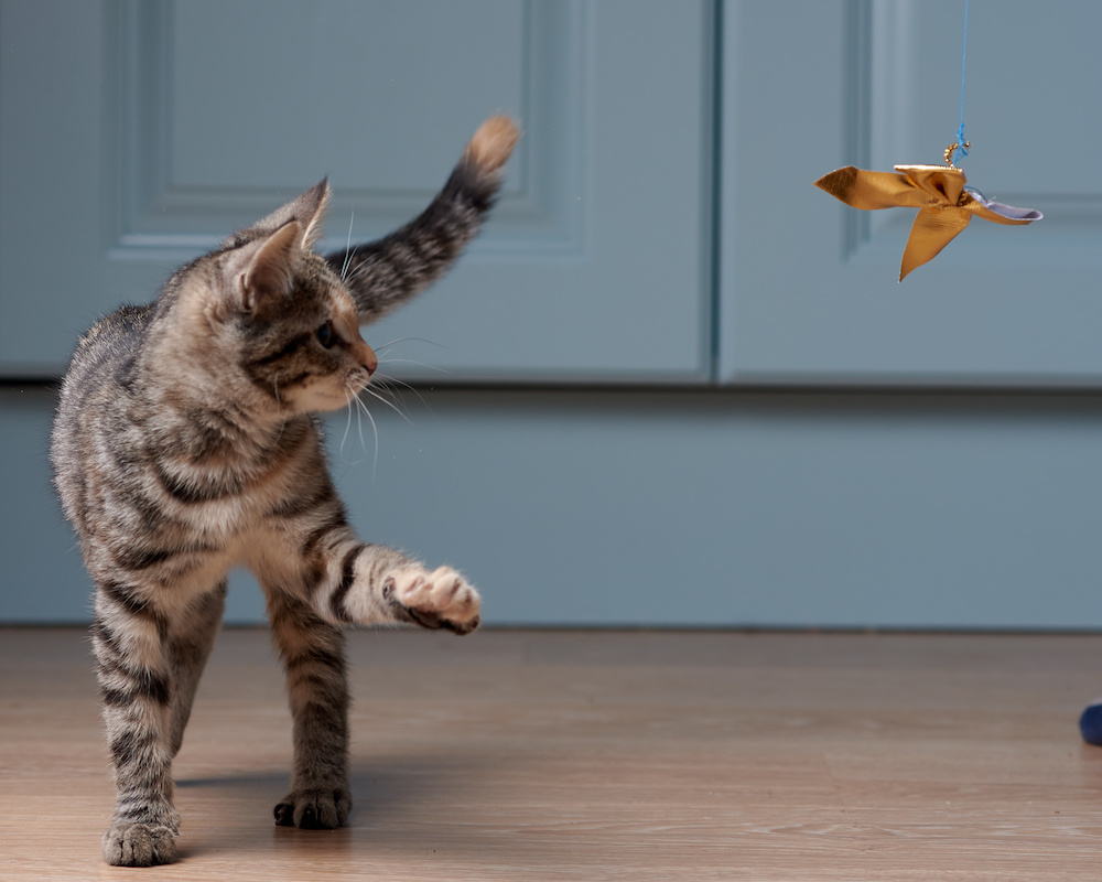 Game of Cats – Spiele für Katzen | Miamor